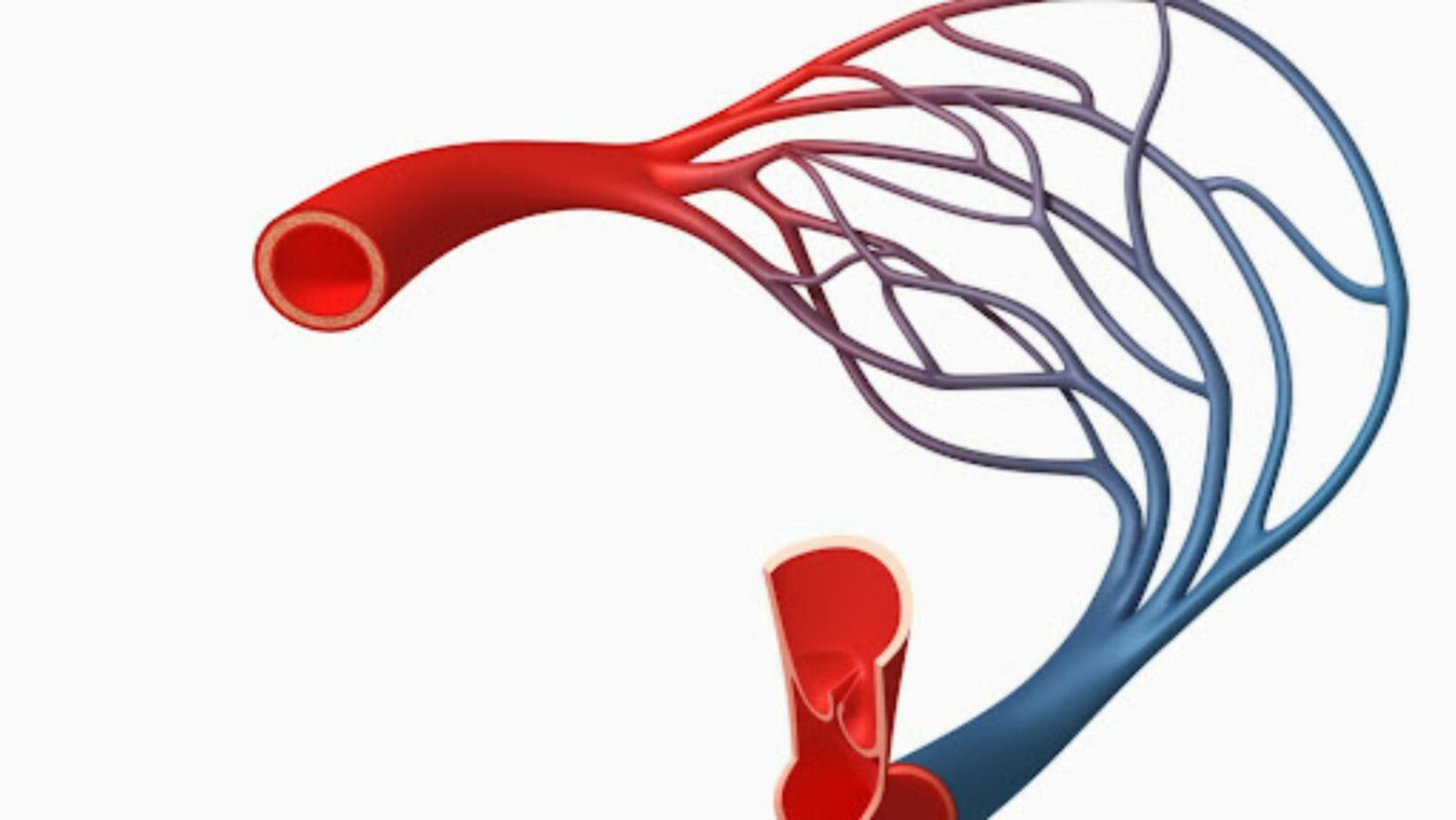 Why Do Fluids Leave the Capillaries at the Arterial End: Explained ...