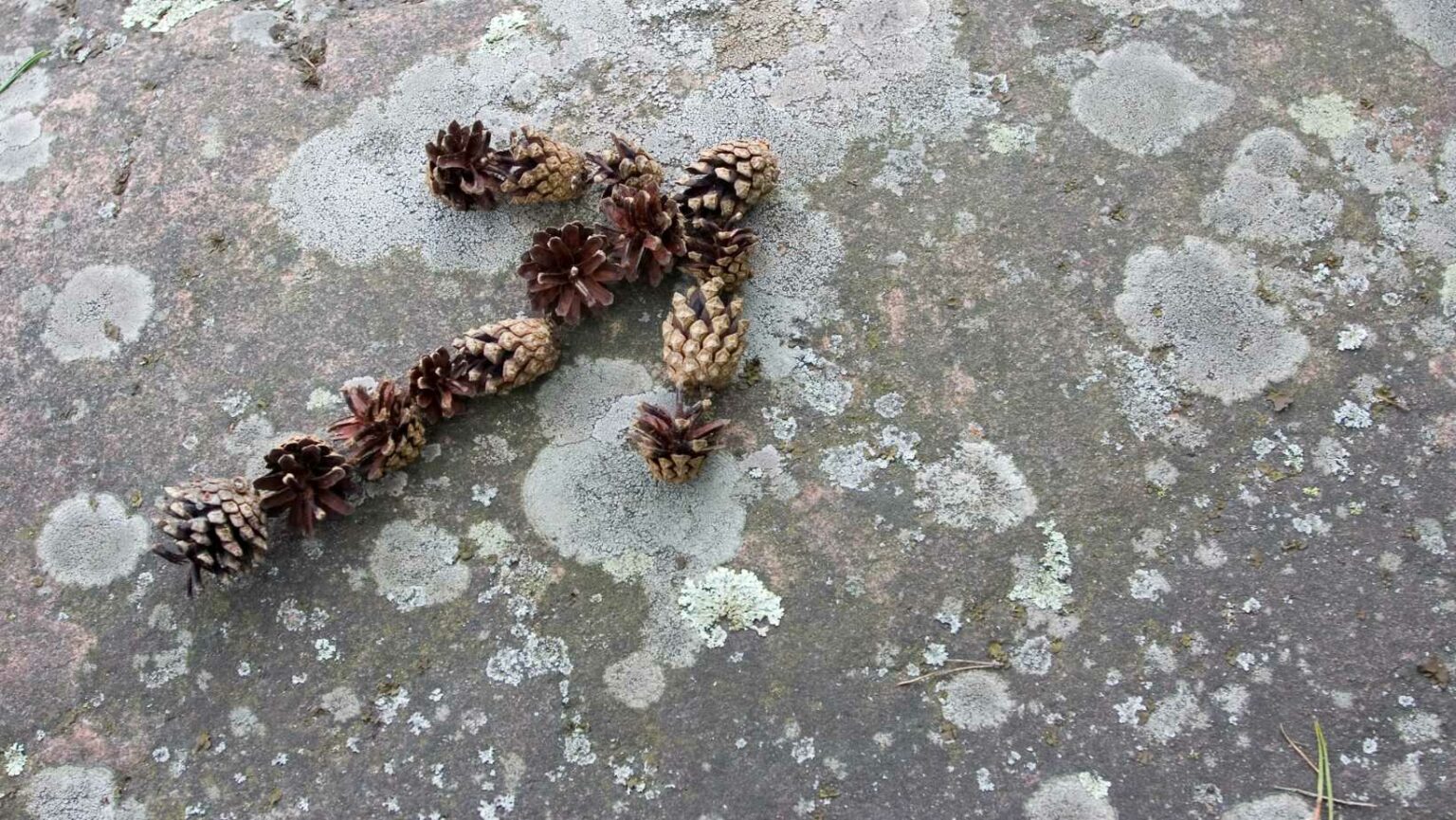 Master the Art of Survival: How to Craft Arrows in The Forest ...