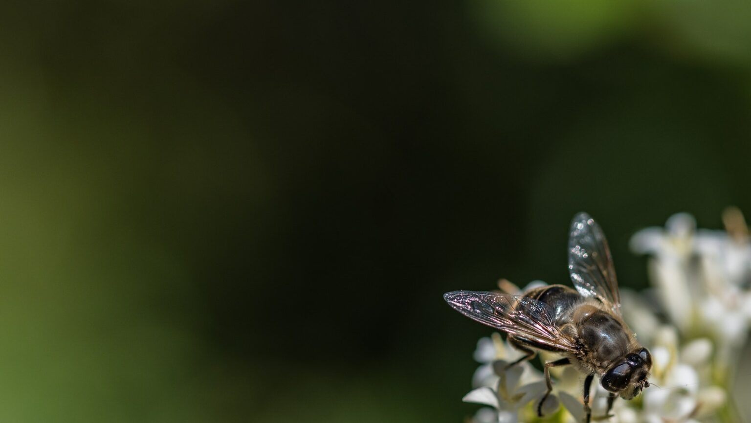 The Ultimate Guide on How to Craft Fake Fly Bait - Important Cool