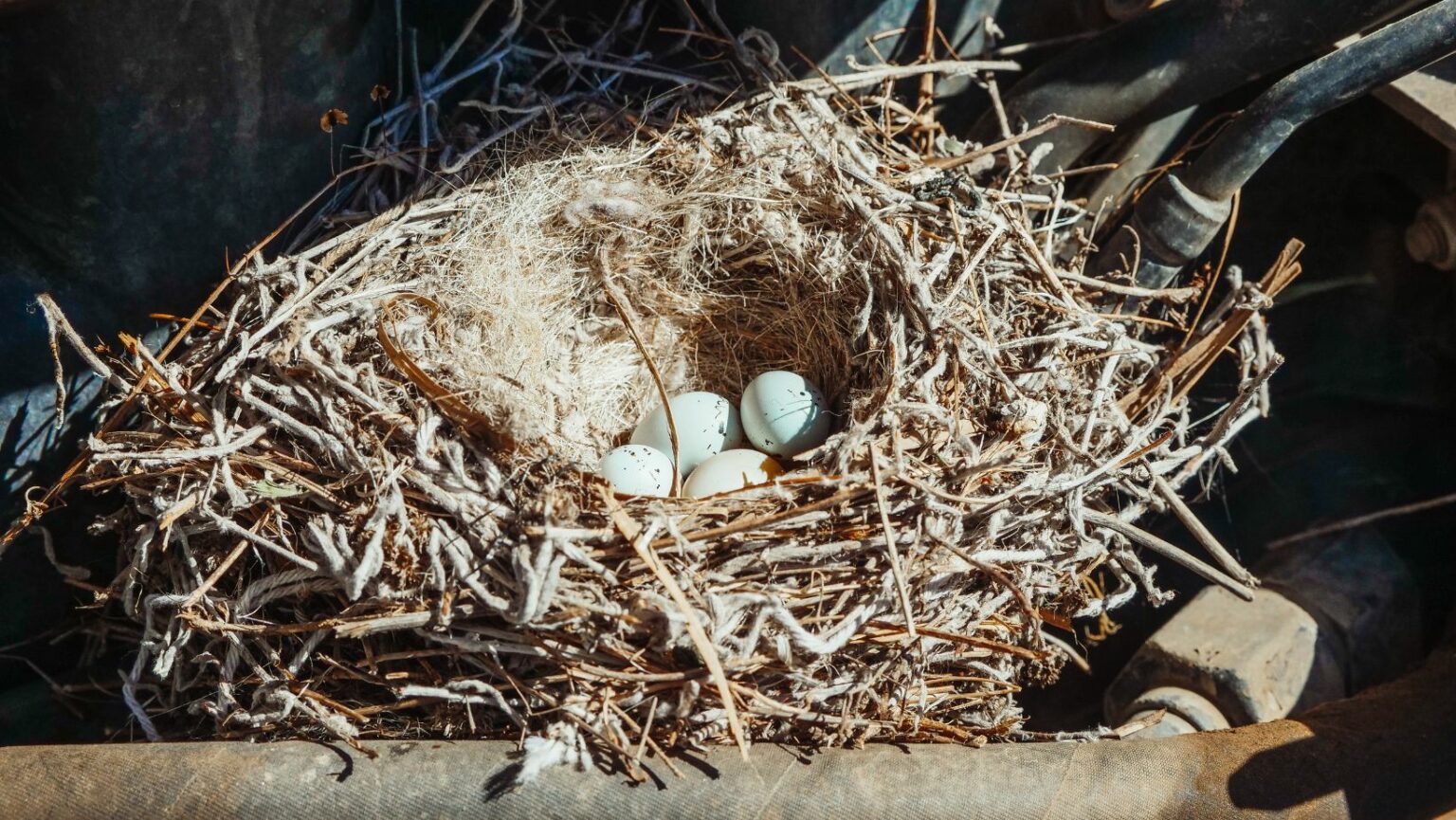 How to Make a Birds Nest Craft: A Fun And Easy DIY Project - Importantcool